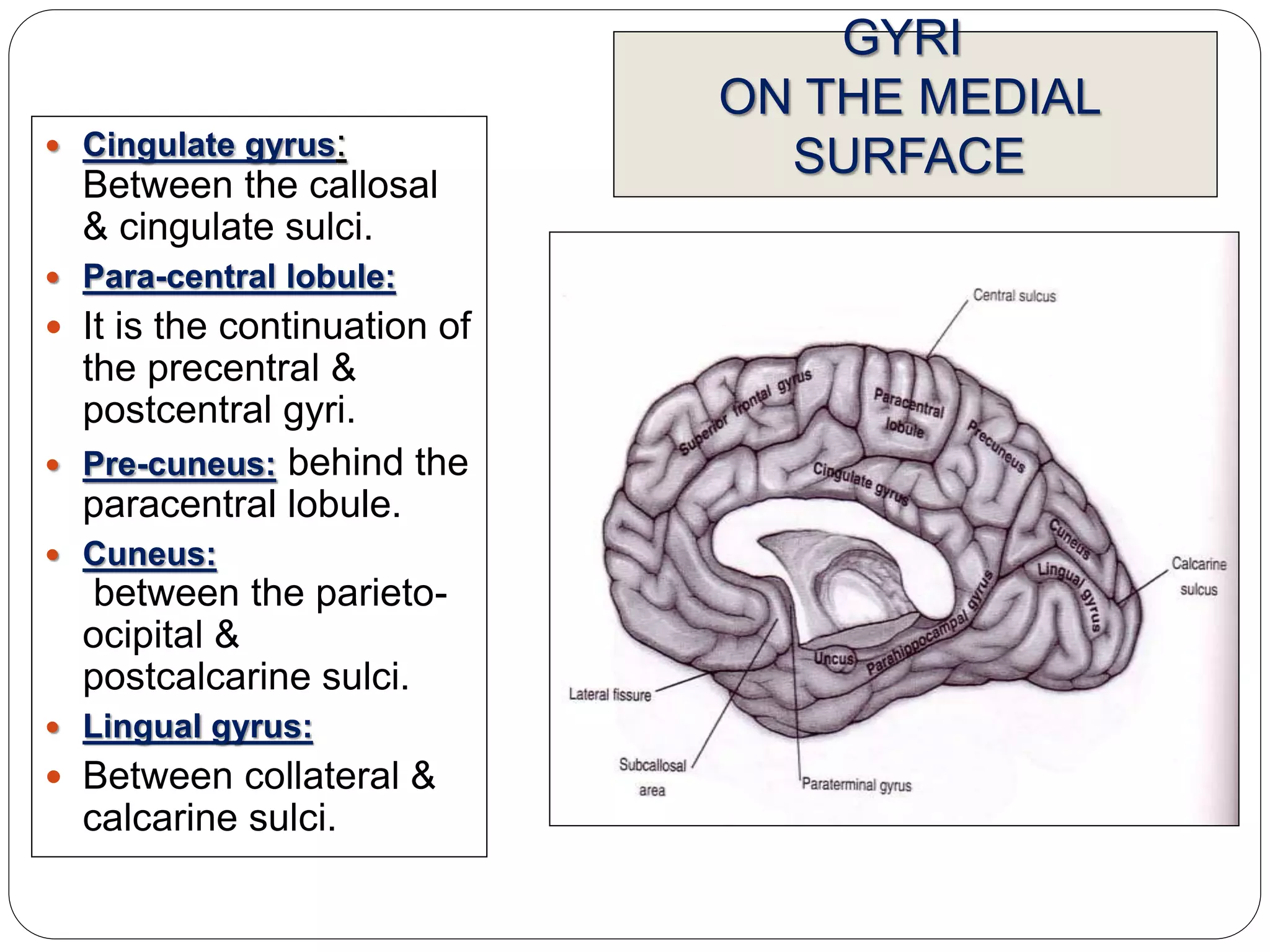 Anatomy of the cerebrum (2015) | PPTX