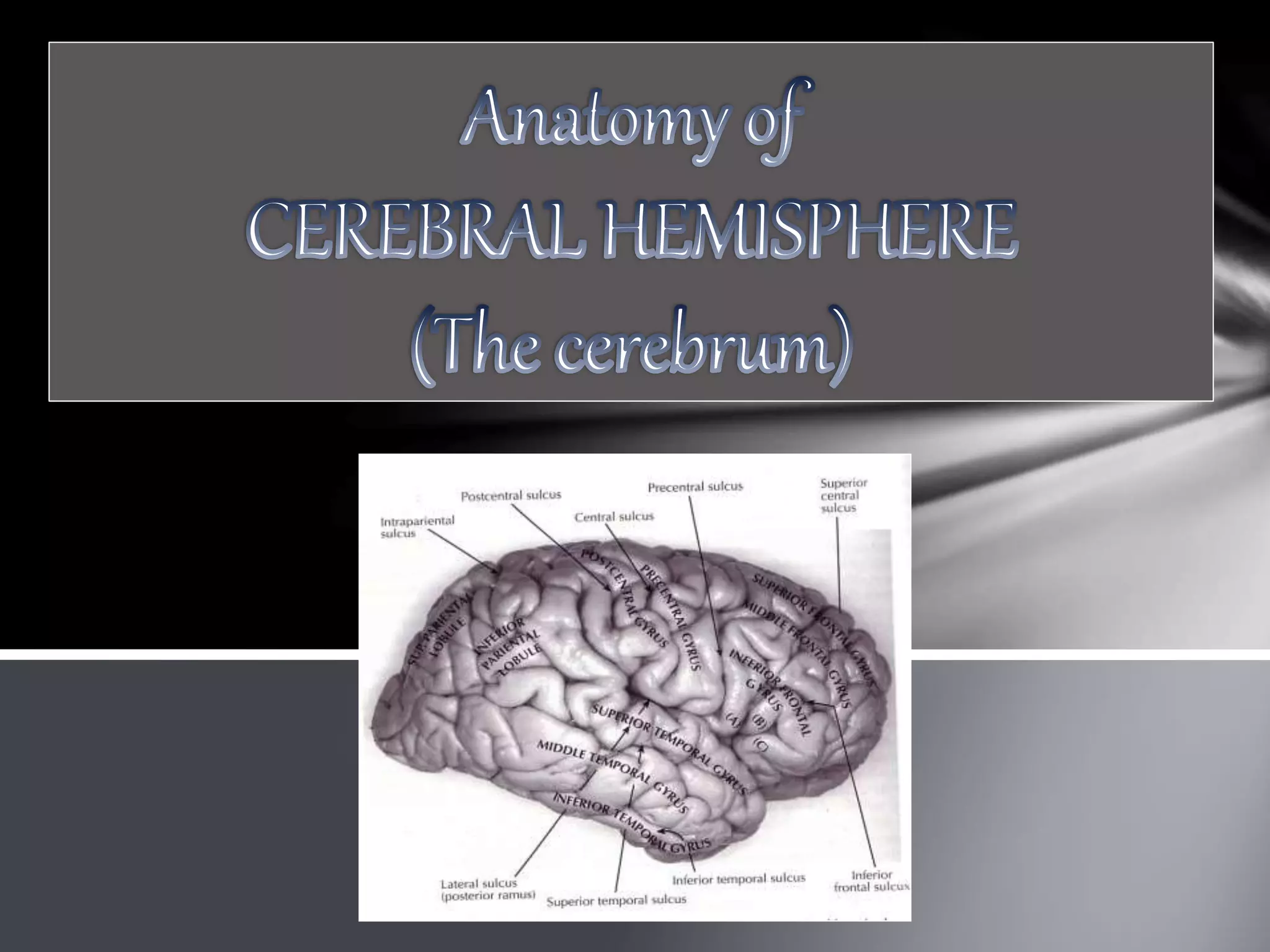 Anatomy of the cerebrum; Anatomy - January 2015 | PPTX | Brain and ...