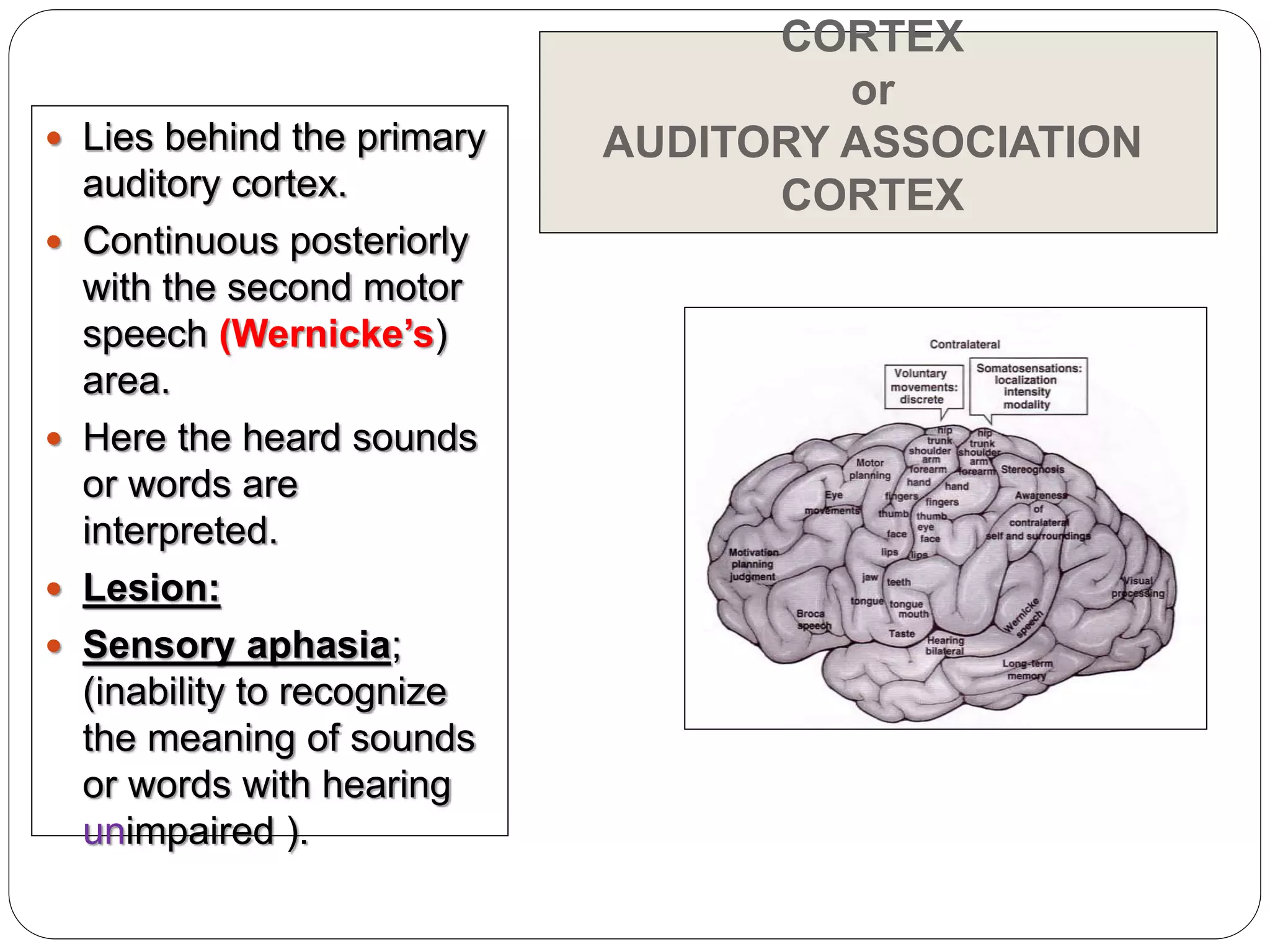 Anatomy of the cerebrum; Anatomy - January 2015 | PPTX | Brain and ...