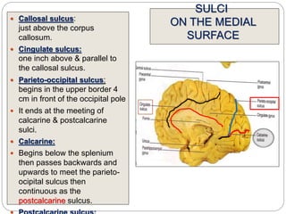 Anatomy of the cerebrum (2015) | PPTX