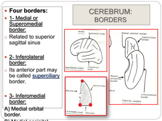 Anatomy of the cerebrum (2015) | PPTX