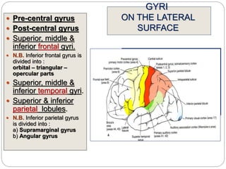 Anatomy of the cerebrum (2015) | PPTX