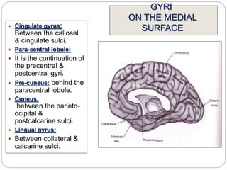 Anatomy of the cerebrum; Anatomy - January 2015 | PPTX | Brain and ...