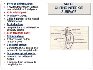 Anatomy of the cerebrum; Anatomy - January 2015 | PPTX | Brain and ...