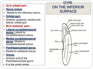 Anatomy of the cerebrum; Anatomy - January 2015 | PPTX | Brain and ...
