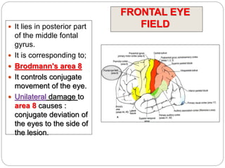 Anatomy of the cerebrum; Anatomy - January 2015 | PPTX | Brain and ...