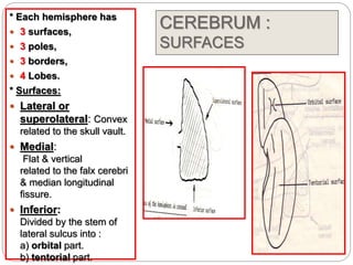 Anatomy of the cerebrum; Anatomy - January 2015 | PPTX | Brain and ...