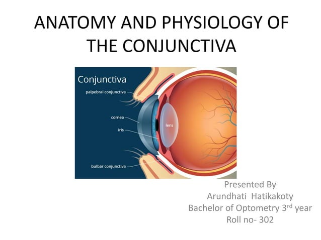 Anatomy of the conjunctiva | PPTX