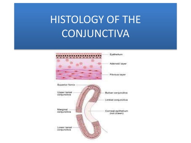 Anatomy of the conjunctiva | PPTX