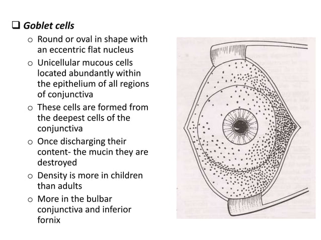 Anatomy of the conjunctiva | PPTX