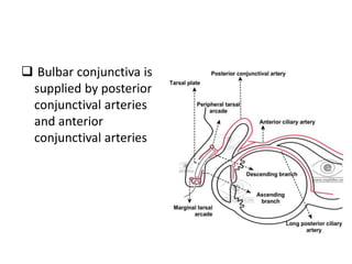 Anatomy of the conjunctiva | PPTX