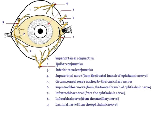 Anatomy of the conjunctiva | PPTX