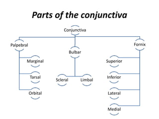 Anatomy of the conjunctiva | PPTX
