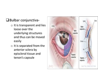 Bulbar Conjunctiva Diagram
