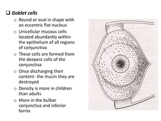 Bulbar Conjunctiva Diagram