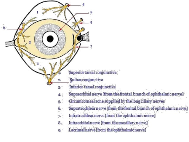 Eye Anatomy Conjunctiva