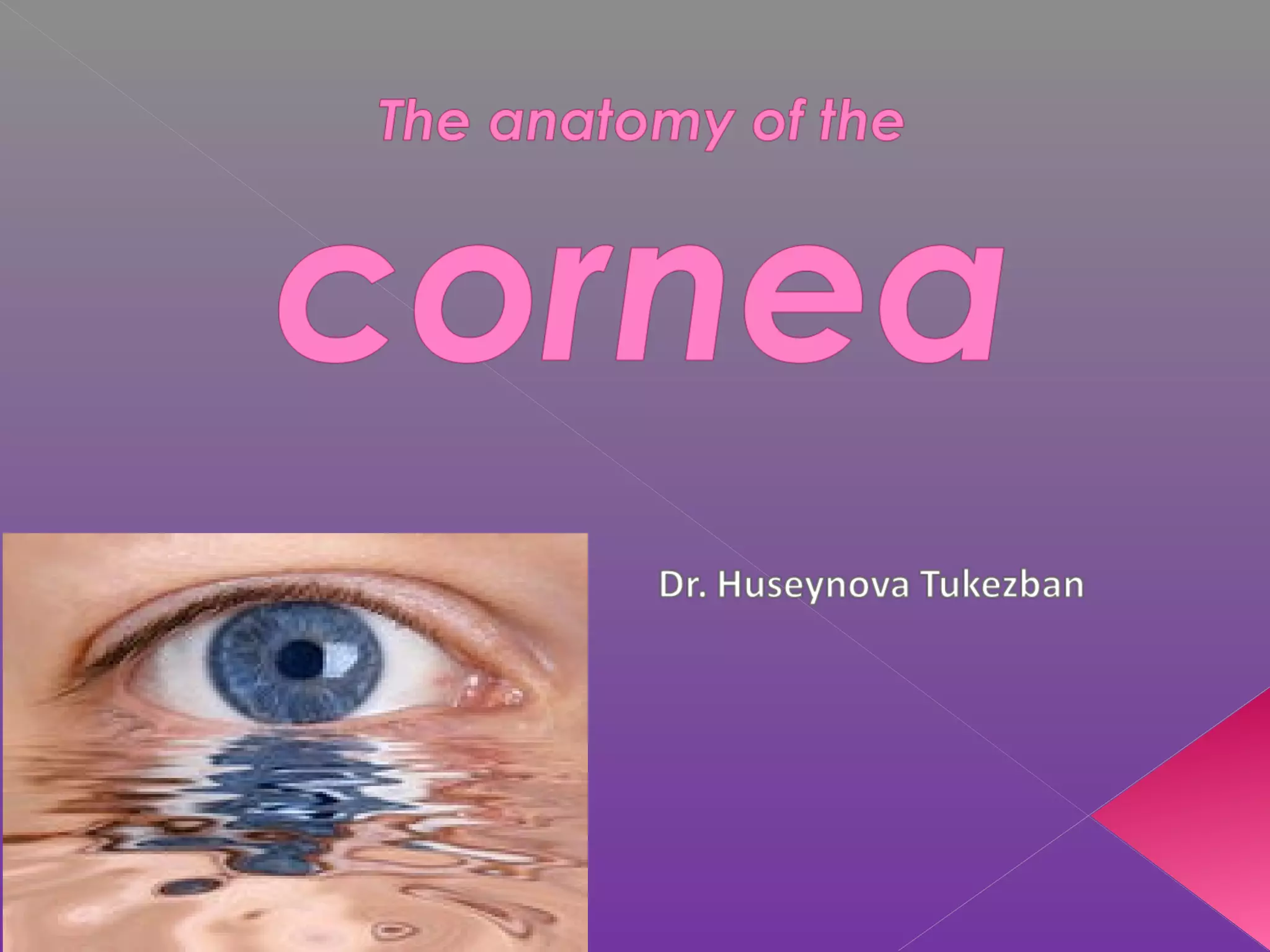 Anatomy of the cornea | PPT