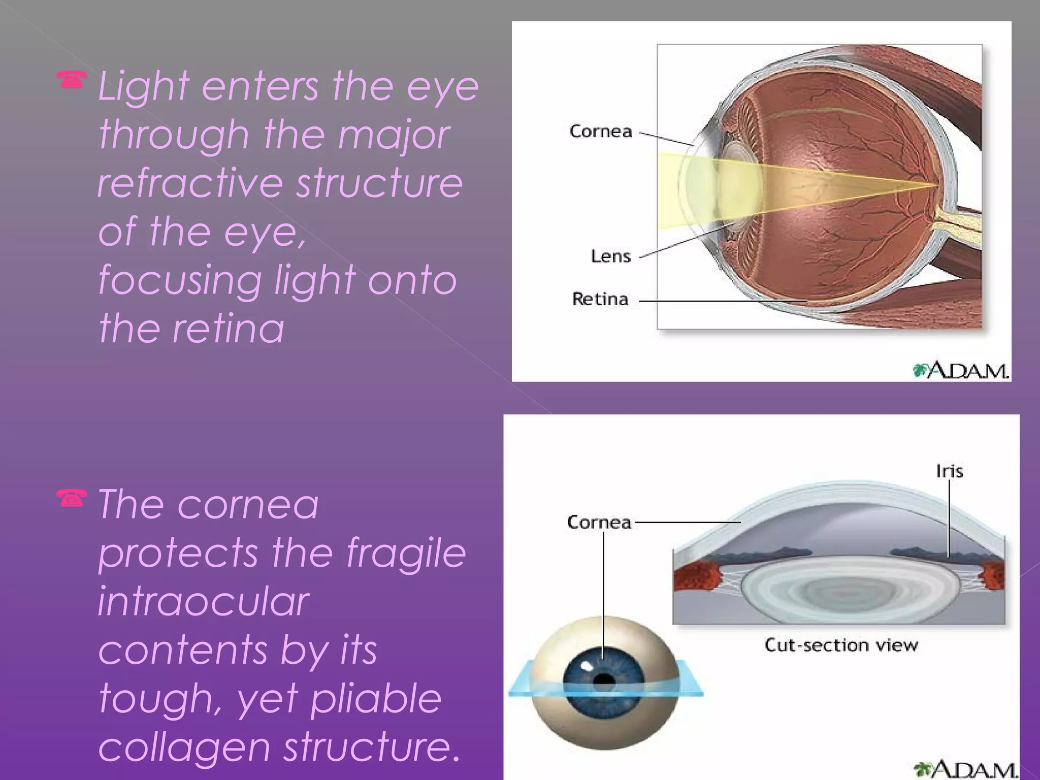 Anatomy of the cornea | PPT