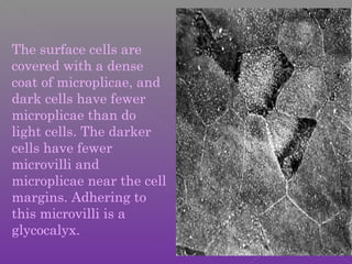 Anatomy of the cornea | PPT