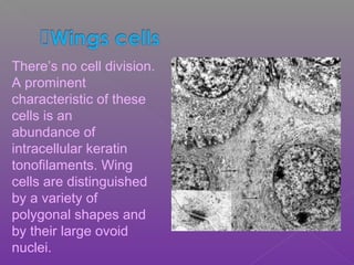 Anatomy of the cornea | PPT