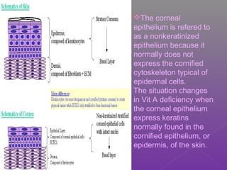 Anatomy of the cornea | PPT