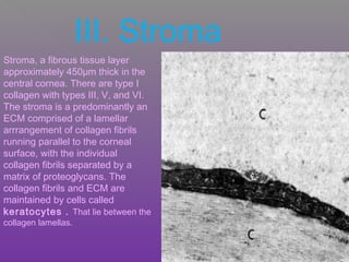 Anatomy of the cornea | PPT