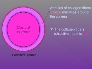 Anatomy of the cornea | PPT