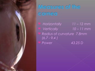Anatomy of the cornea | PPT
