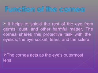 Anatomy of the cornea | PPT