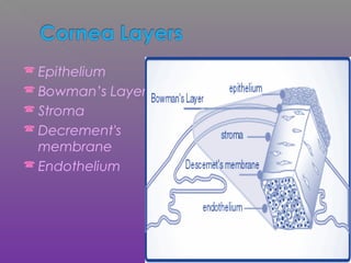 Anatomy of the cornea | PPT