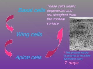 Anatomy of the cornea | PPT