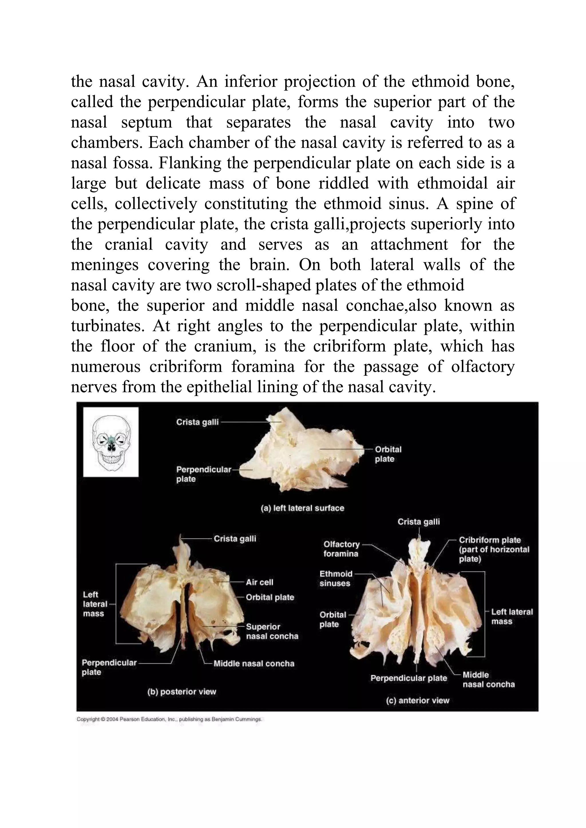 Anatomy of the cranial bones | DOCX
