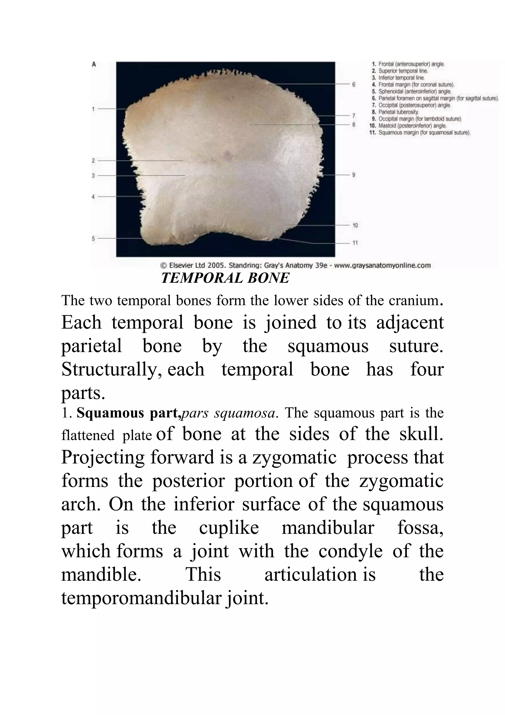 Anatomy of the cranial bones | DOCX