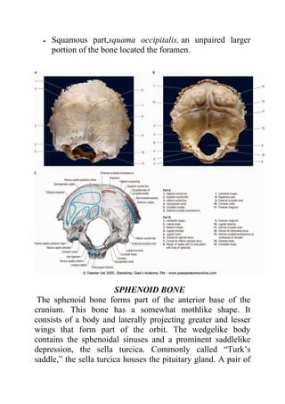 Occipital Bone Squamous Part