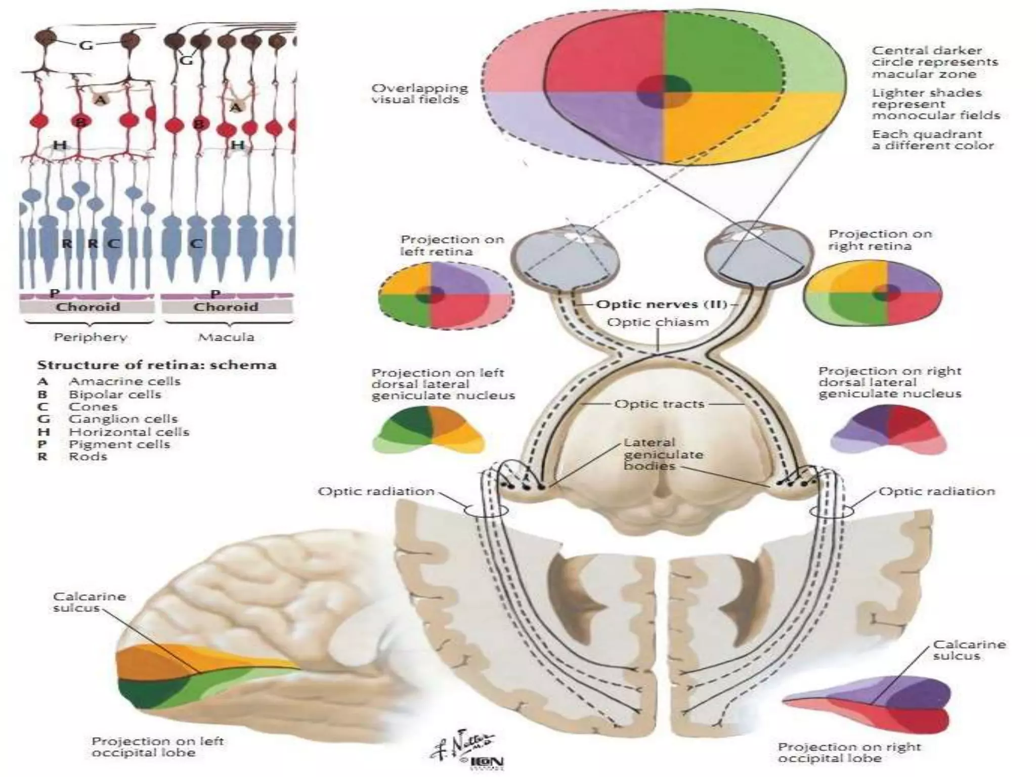 Anatomy of the cranial nerves | PPTX