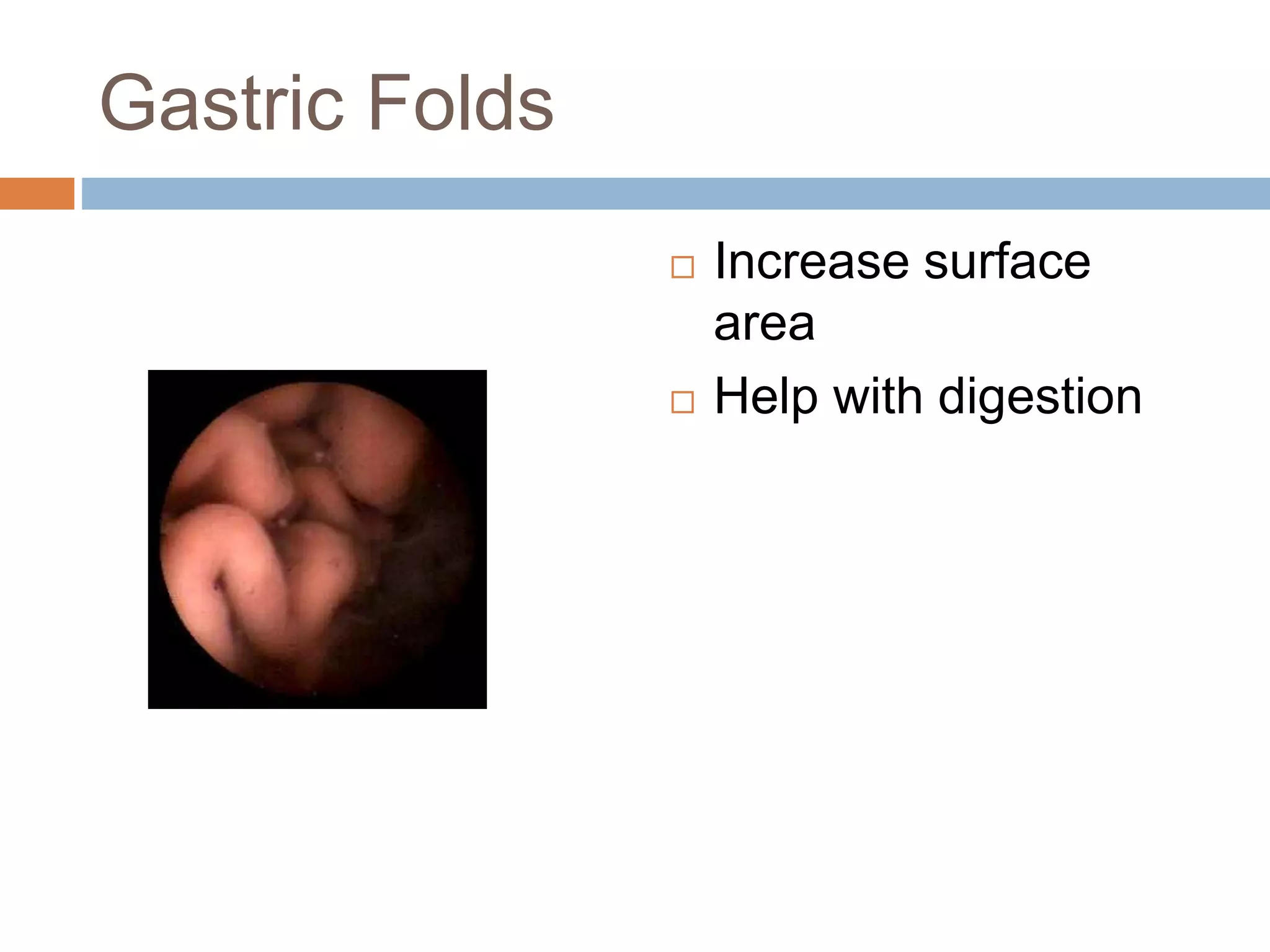 Anatomy of the digestive system | PPTX