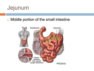 Anatomy of the digestive system | PPTX
