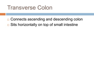 Anatomy of the digestive system | PPTX