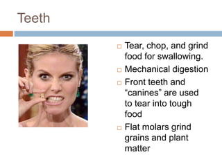Anatomy of the digestive system | PPTX