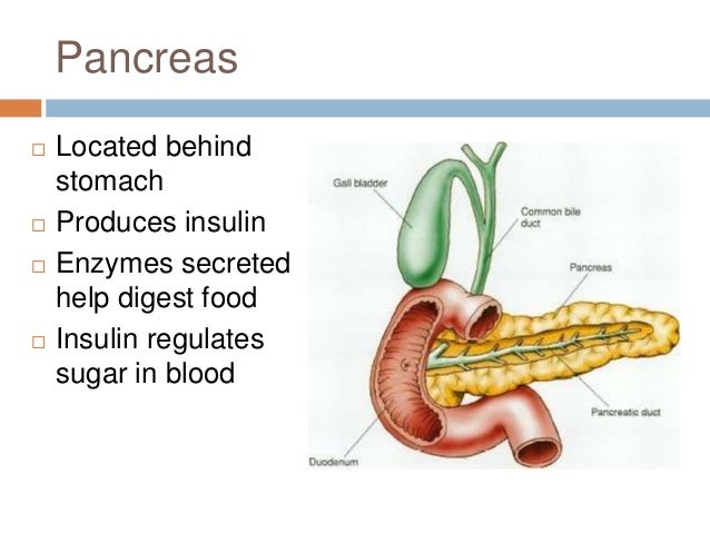 Anatomy of the digestive system