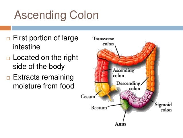 Anatomy of the digestive system
