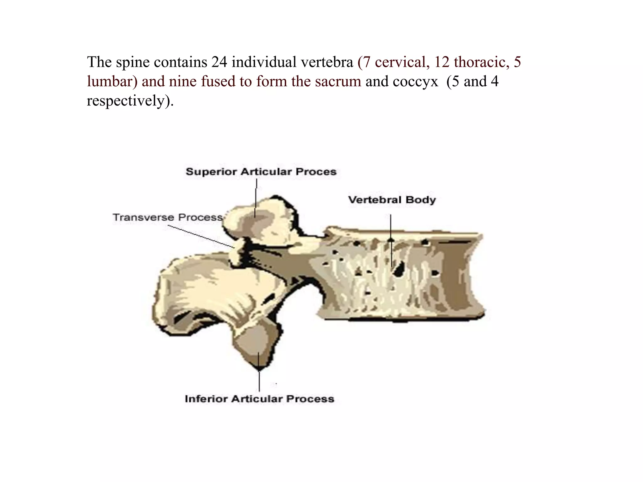 Anatomy of the Disc | PPT