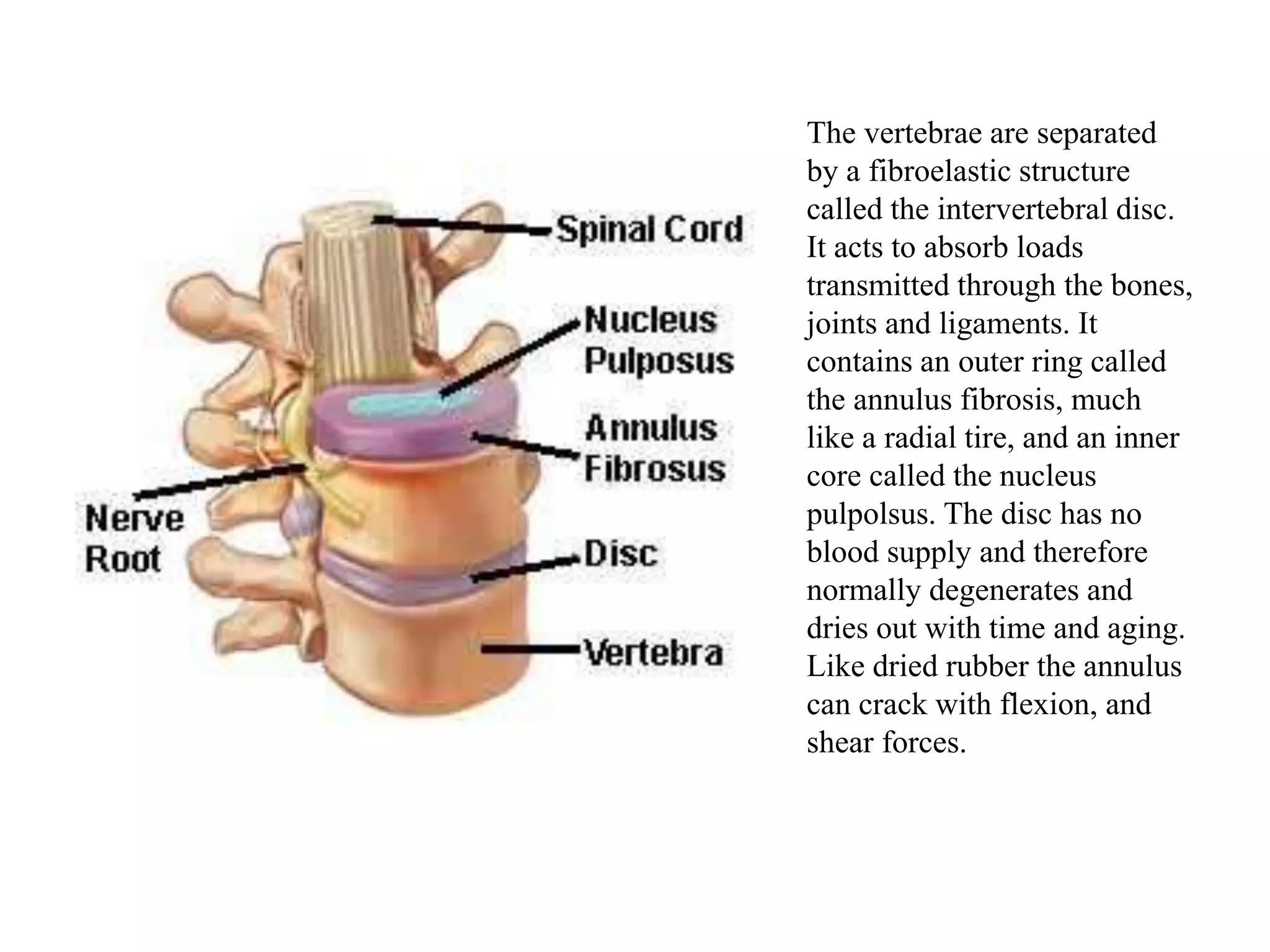 Anatomy of the Disc | PPT