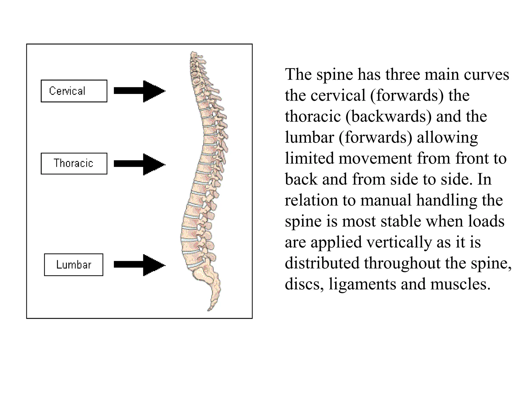 anatomy of the disc in spine anatomy complete | PPT