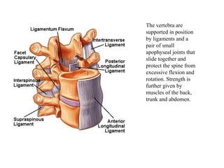 anatomy of the disc in spine anatomy complete | PPT