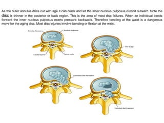 anatomy of the disc in spine anatomy complete | PPT