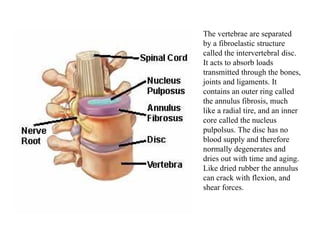 anatomy of the spinal disc - cervical .ppt