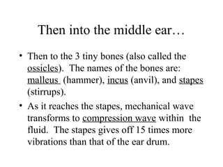 Anatomy of the_ear-1 | PPT