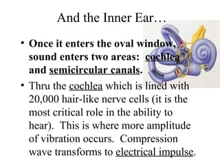 Anatomy of the_ear-1 | PPT