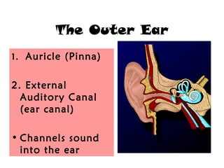 Anatomy of the_ear-1 | PPT